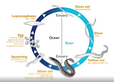 Eel Fish The Ancient Enigma Of Aquatic Mysteries