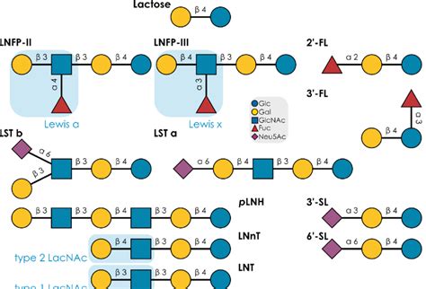 Typical Structures And Motifs In Free Milk Oligosaccharides Examples Download Scientific