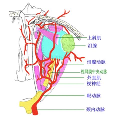 眼血管与视神经