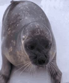 Katsunori Silly Seal  Katsunori Silly Seal Seal Discover And Share