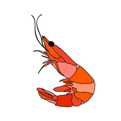 Premium Vector Sea Shrimp Boiled On A White Backgsea Shrimp Boiled On