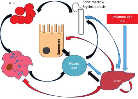 Regulation Of Iron Absorption Distribution And Recycling By Hepcidin Download Scientific