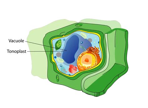 Vacuoles Definition Structure Types Functions And Diagram