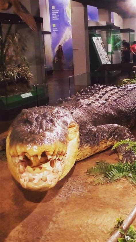 World Largest Crocodile Lolong