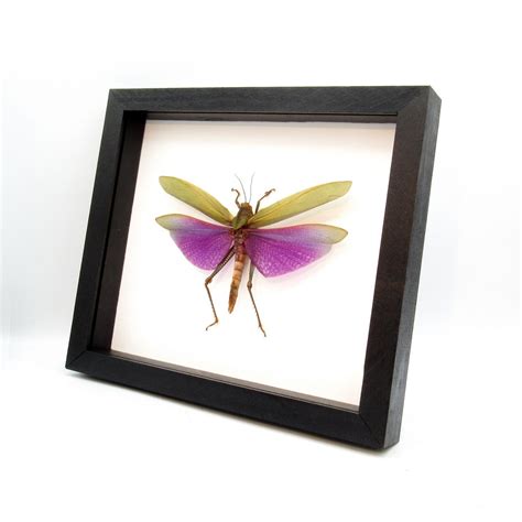 Real Giant Grasshopper Framed Taxidermy Titanacris Albipes Xl Female Etsy