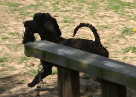 Do Poodle Tails Curl