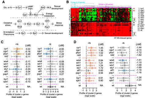 Transcriptional Profiling Of Strains Containing A Deleted Component