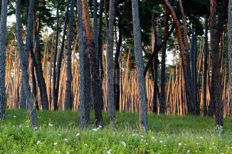 早晨阳光下林的树干高清图片下载 正版图片503236602 摄图网