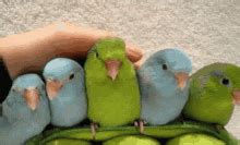 Birds S Tenor