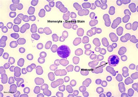 Cells Of The Immune System