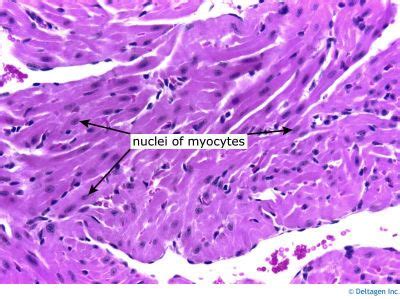 Heart Histology Atrium Human Heart Endocardium Stock Image Image Of