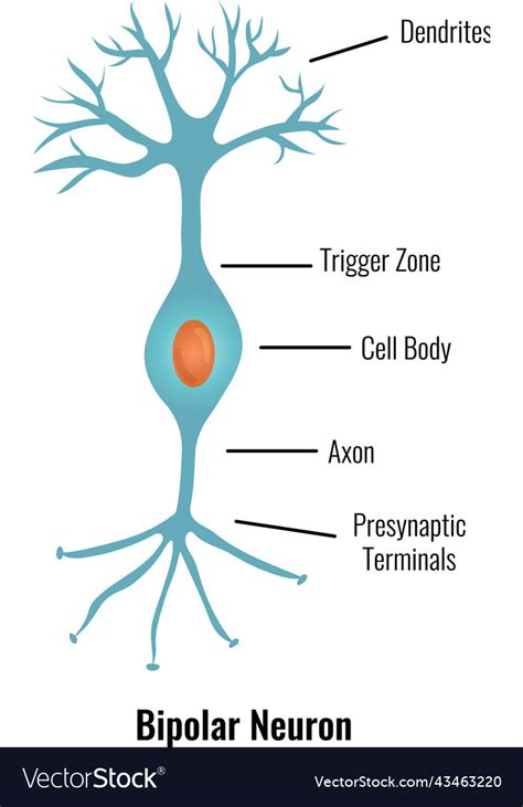 Multipolar Neuron Model