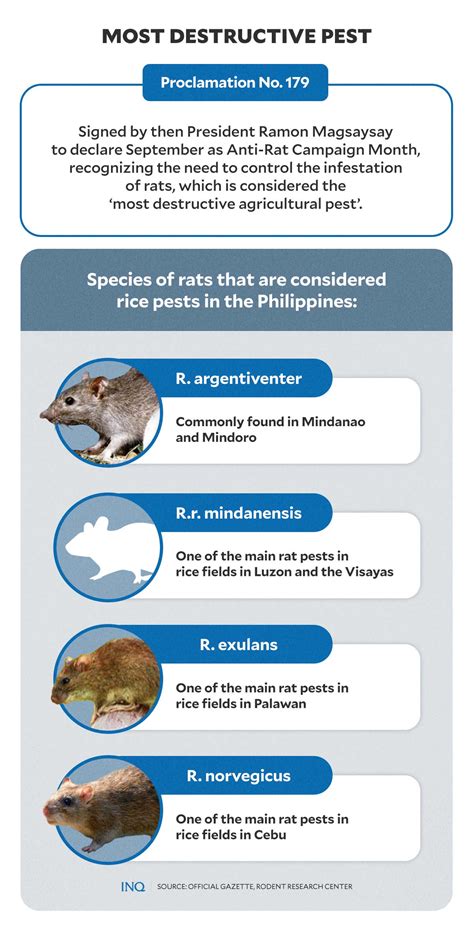 Are Pet Rats Destructive At Alden Johnson Blog