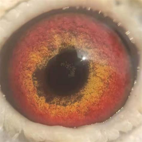鸽眼怎么才能打薄？ 天下鸽问