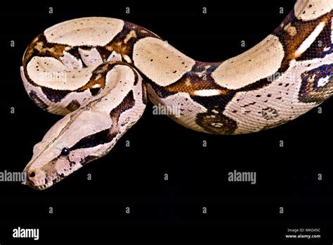 Red Tailed Boa Boa Constrictor Imperator Stockfotografie Alamy