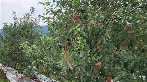 경남거창고제개명 220825목 사과탄저병 사과갈반병 사과비대 사과착색관리 사과조기수확 거창군 고제면 5호농장 어디에나세트 가조농약종묘사 Youtube