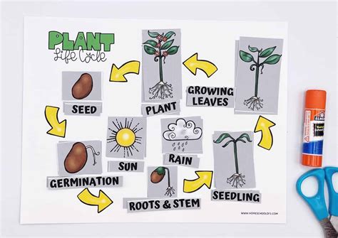 Life Cycle Of A Plant Template 2025