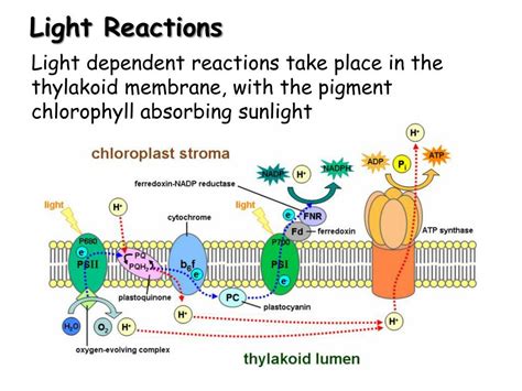 Ppt Photosynthesis Powerpoint Presentation Free Download Id 746452