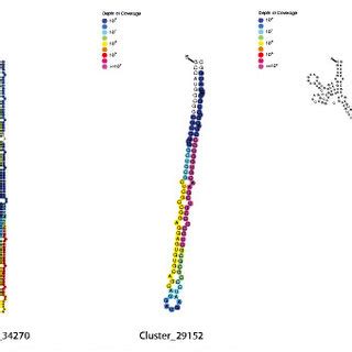 Pre MiRNA Secondary Structure As Calculated By RNAfold Stem Loop Download Scientific Diagram