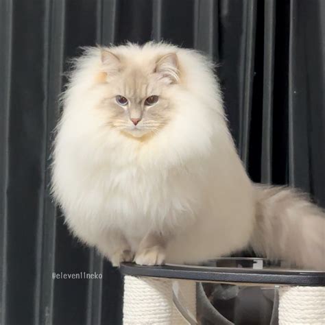 猫ﾁｬﾝ【いれぶん🐾໊】siberian Twitterで何故かバズったいれぶんの横姿🫶 ポメラニニャン？🐱🐕🐾🐾 横から見ても美しい