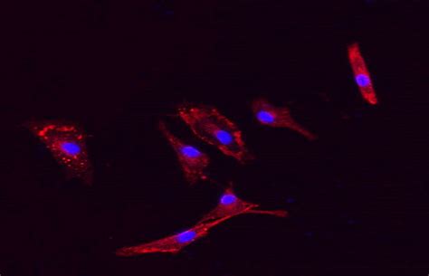 Anti Cd63 Antibody Arg67138 Arigo Biolaboratories