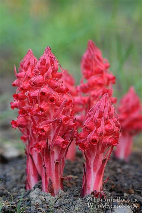 Snow Plant Or Snow Flower Sarcodes Sanguinea Is A Non