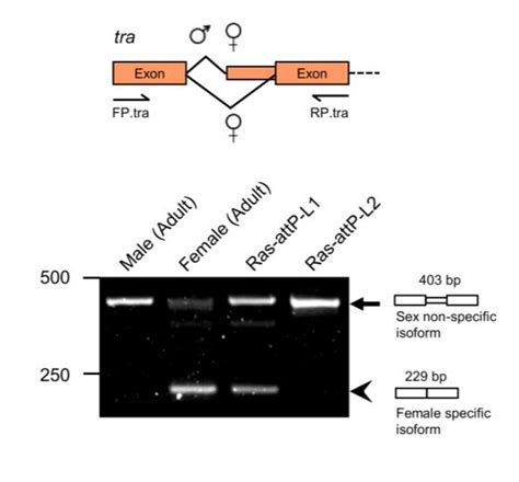Figure S Cell Lines Have Sex Specific Gene Expression Patterns Download Scientific Diagram