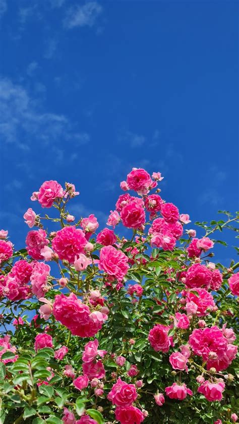 بوته گل‌های زیبا 🌺 Wallpaper Flower Hintergrund