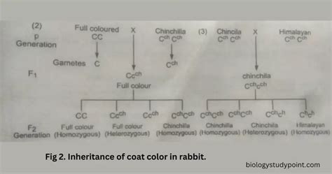 What Are Multiple Alleles Definition Example Blood