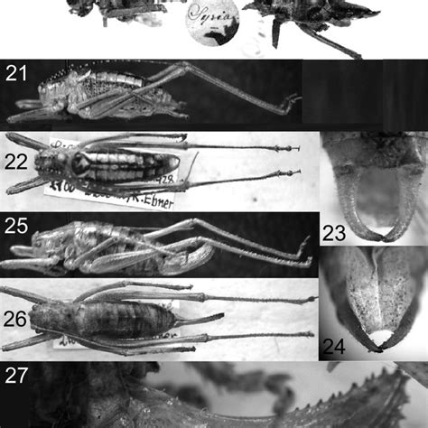 Wingbeat Frequencies For 29 Mosquito Species Bars Mean Wingbeat Download Scientific Diagram
