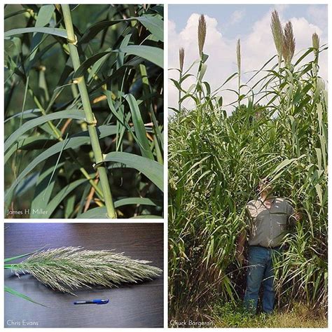 Giant Reed Arundo Donax Tall And Sturdy Herbaceous Grass