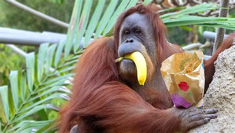 Orangutan Eating Banana