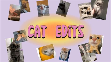 Cat Edit Pt 5 Youtube