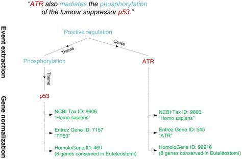 Illustration Of Event Extraction And Gene Normalization The Gene