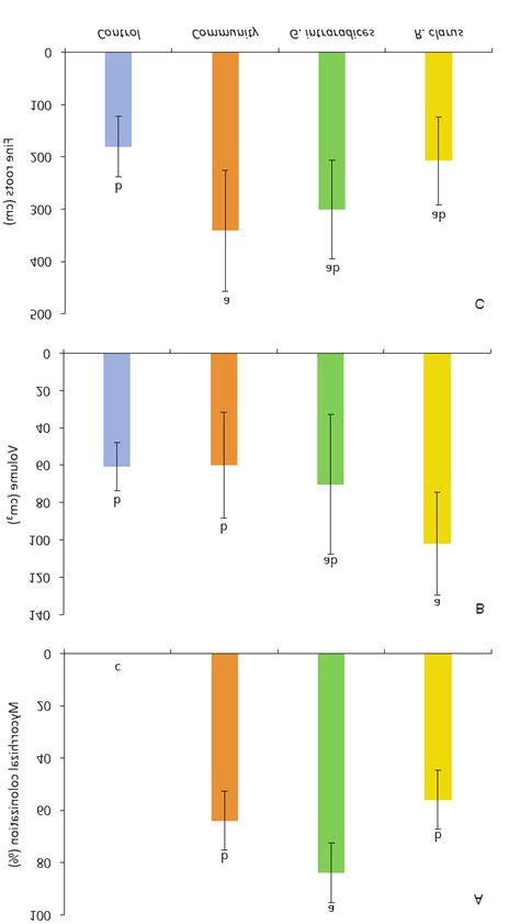 ­ Root System Morphology Of Goldenberry Plants In The Presence And