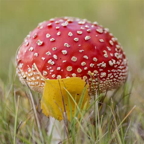 Fly Agaric › Way Up North