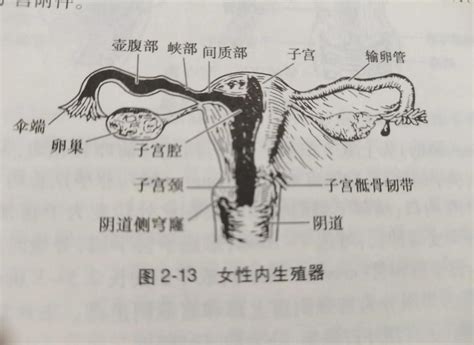 女性内生殖器解剖图解，看这里！