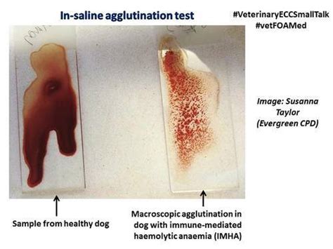 A Place To Find Hints Tips And Ask Questions SLIDE AGGLUTINATION