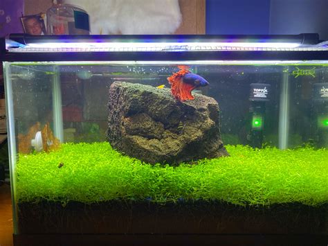 5 Gallon Bettashrimp Tank W 6 Shrimp Any Advice Rplantedtank