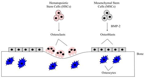 Bone Morphogenetic Protein 2 Encyclopedia Mdpi