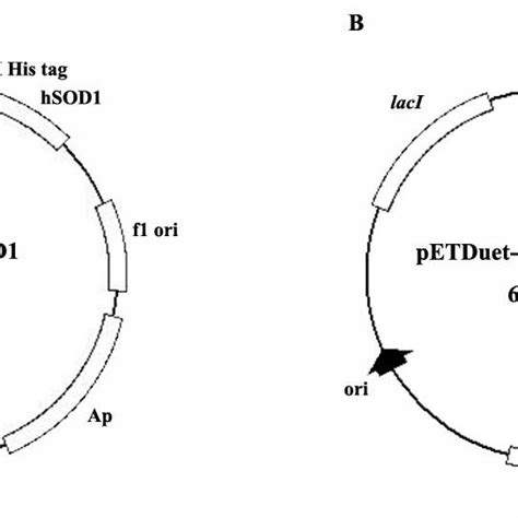 Construction Of Petduet 1 Hsod1 And Petduet Hccs Hsod1 A The Coding