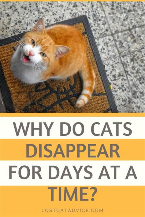 why do cats disappear for days at a time cat about the house