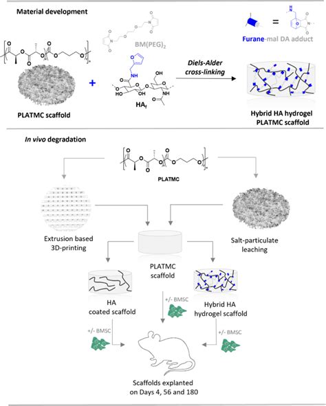 Hybrid Material Based On Hyaluronan Hydrogels And Poly L Lactide Co 1 3 Trimethylene Carbonate