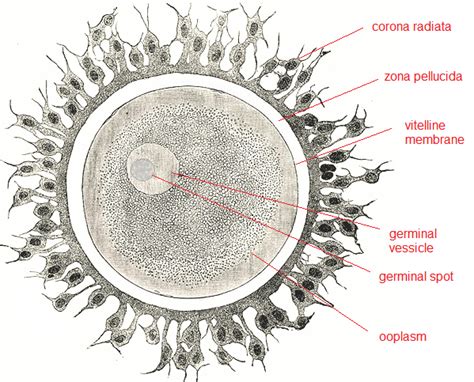 Ovum Definition Function Structure Lesson Study