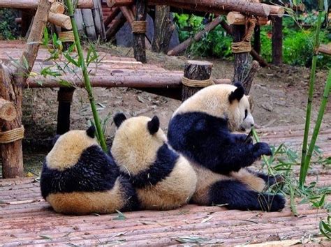 don t feed the pandas man banned from panda park for life for throwing