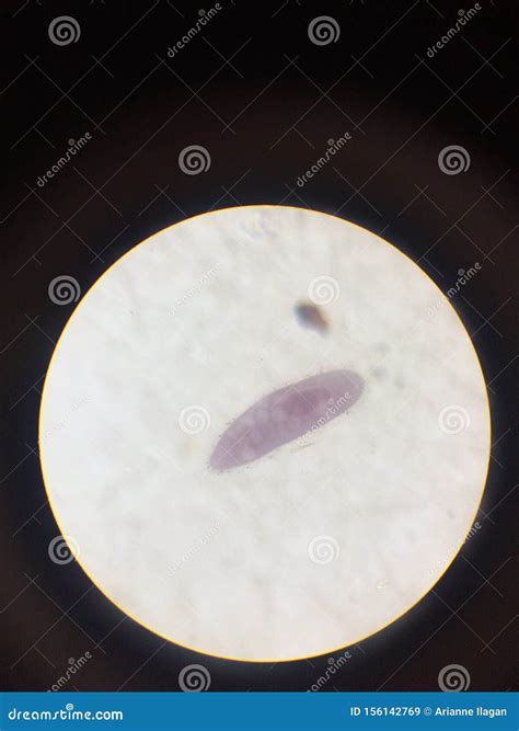 Paramecium Under A Light Microscope 100x Magnification Stock Image