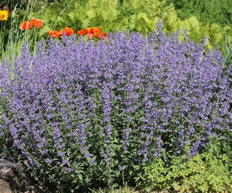 Catmint Vs Catnip What Is The Difference Homes And Gardens