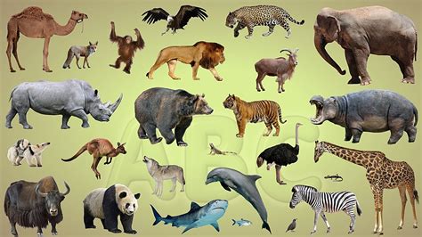 Wild animals picture