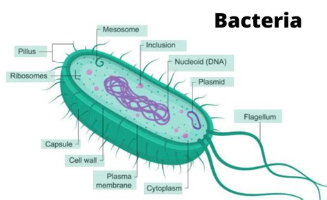 Structure Of A Bacteria