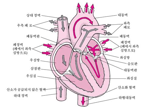 요약 정보심장 생물학 Msd 매뉴얼 일반인용